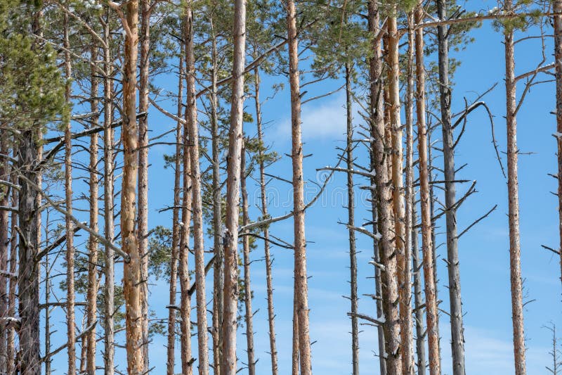Trunks of Coniferous Trees through Which the Blue Sky Shines Stock ...