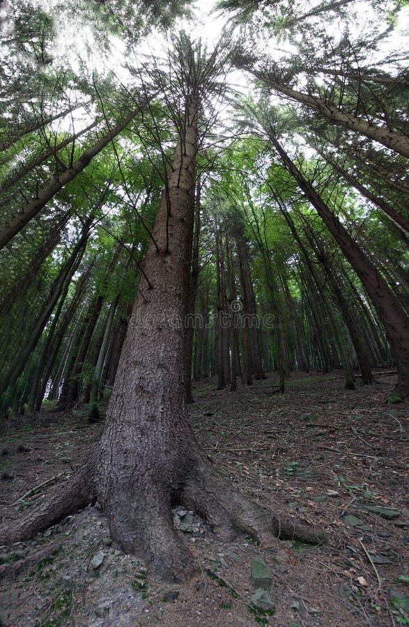 Trunks of Conifers Trees Side by Side in the Black Forest Stock Image ...
