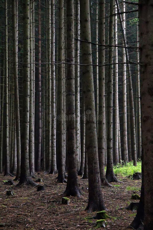 Trunks of Conifers Trees Side by Side in the Black Forest Stock Photo ...