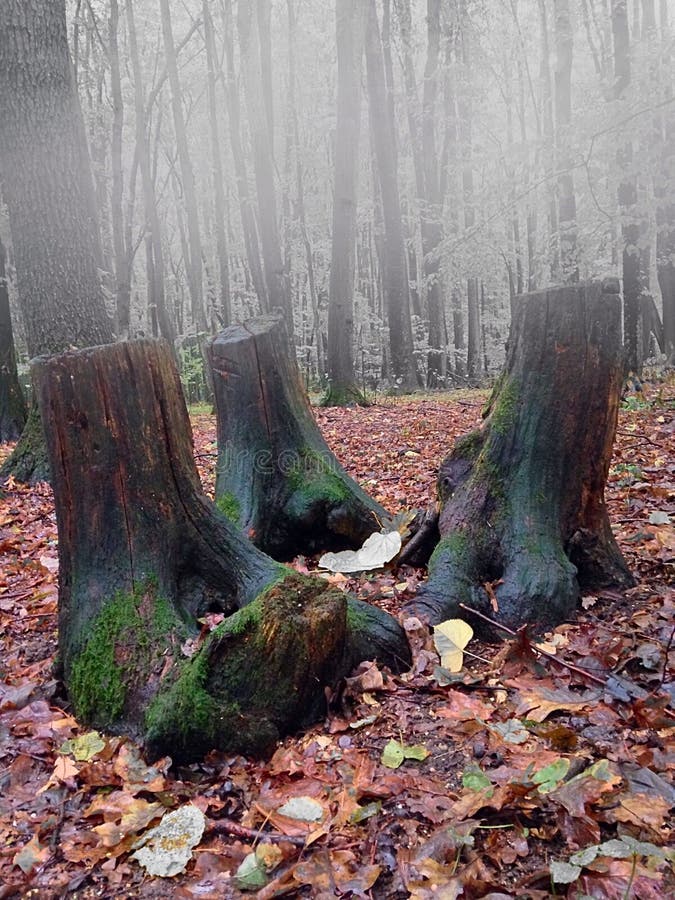 Trunks cut in the forest stock photo. Image of rainy - 78674502