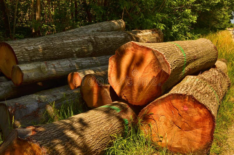 Trunks cut and stacked stock image. Image of green, plant - 150976507