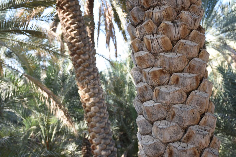 Date Palm Tree Trunks, Right Foreground Focus Stock Photo - Image of ...