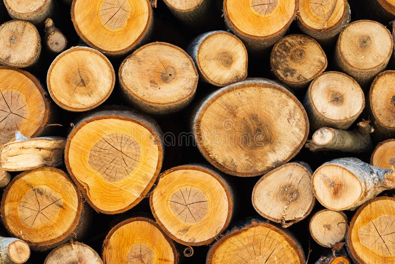 Trunks of Different Tree Species Stacked for Storage Stock Image ...