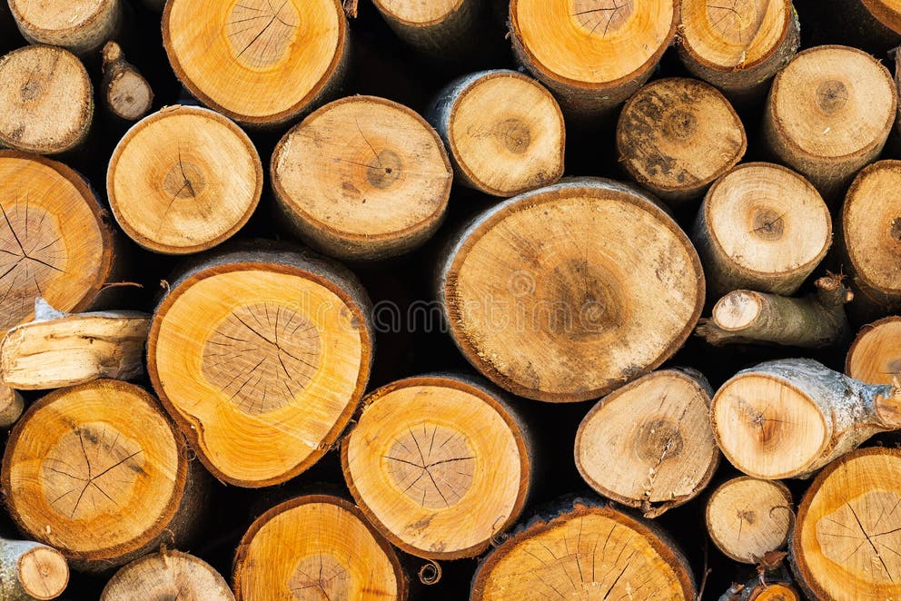 Trunks of Different Tree Species Stacked for Storage Stock Image ...