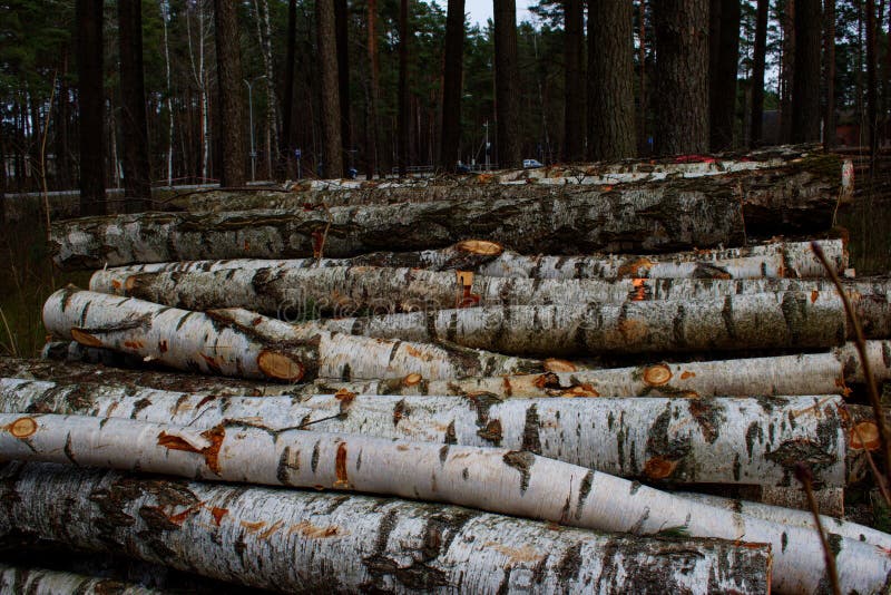 Trunks of Felled Birch Trees Piled in a Heap. the Concept of Cutting ...