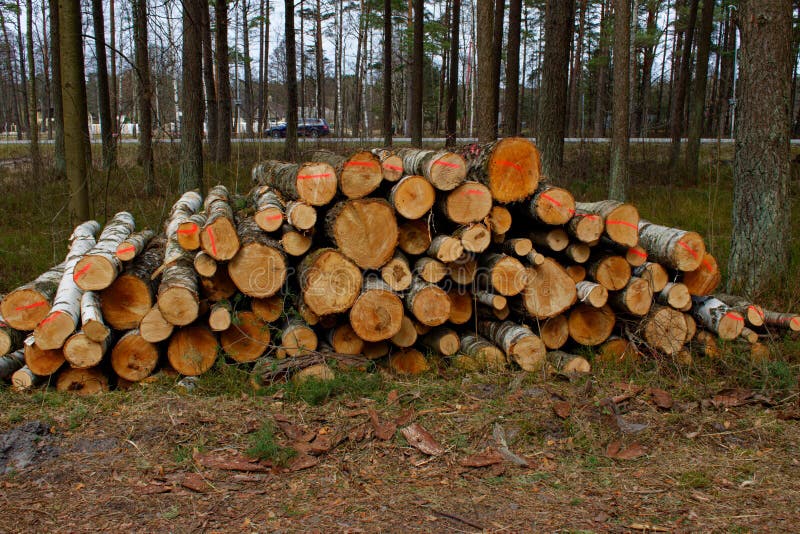 Trunks of Felled Birch Trees Piled in a Heap. a Slice is Visible. the ...