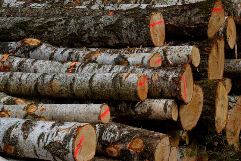 Trunks of Felled Birch Trees Piled in a Heap. a Slice is Visible. the ...