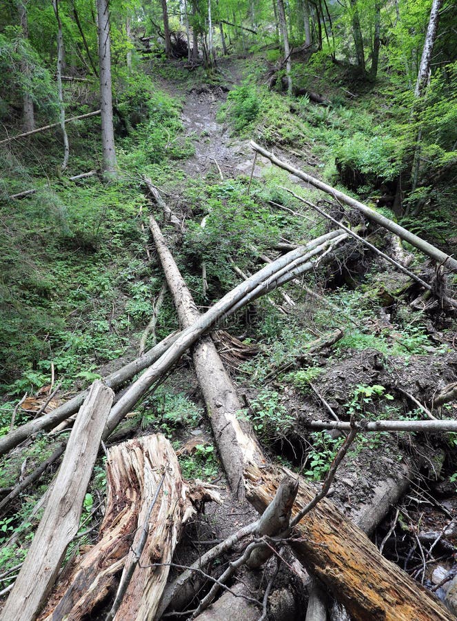 Trunks Of Felled Trees In Cleared Forests Stock Image - Image of storm ...