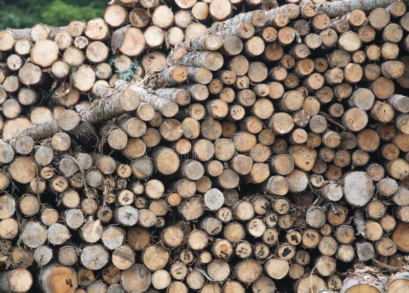 Trunks of the felled trees stock image. Image of logs - 98405005