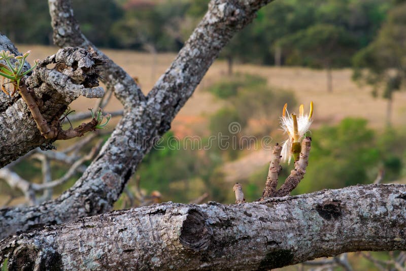 Trunks with Flowers Sprouting, in the Middle of the Forest. Stock Image ...