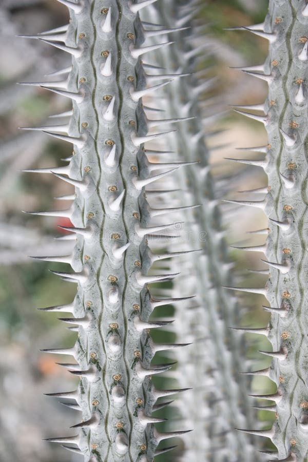 Trunks gray cactus stock photo. Image of mexico, succulent - 11072266