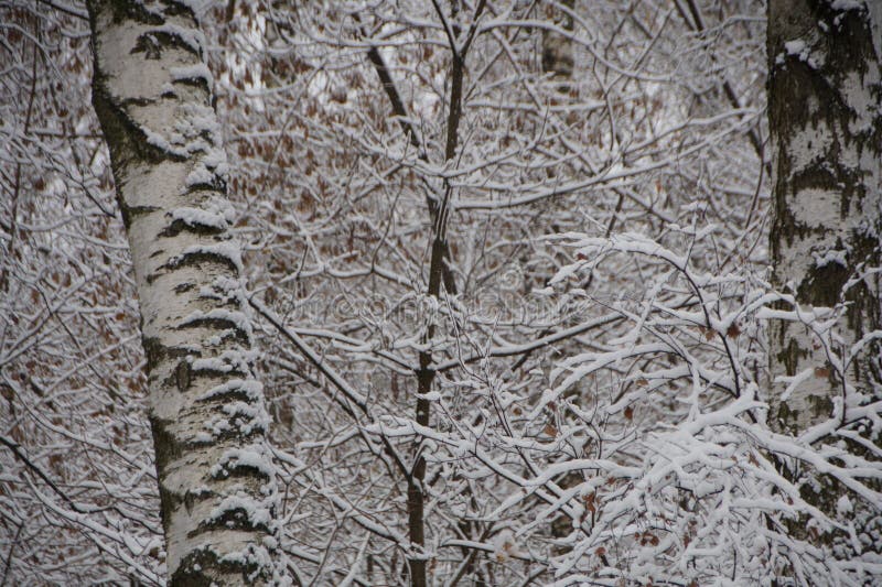 The Trunks of Large Trees and a Network of Branches in the Forest are ...