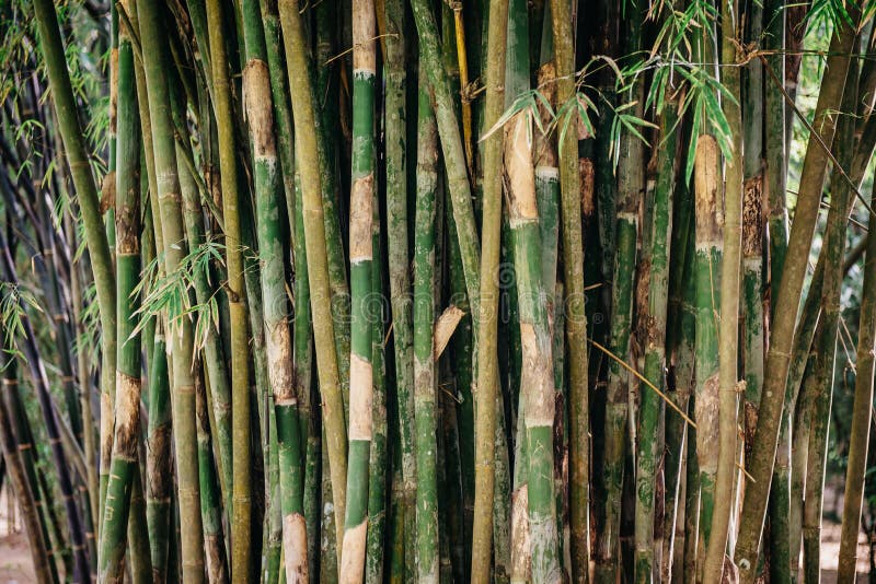 Trunks and Leaves of Bamboo, Texture Background Stock Image - Image of ...