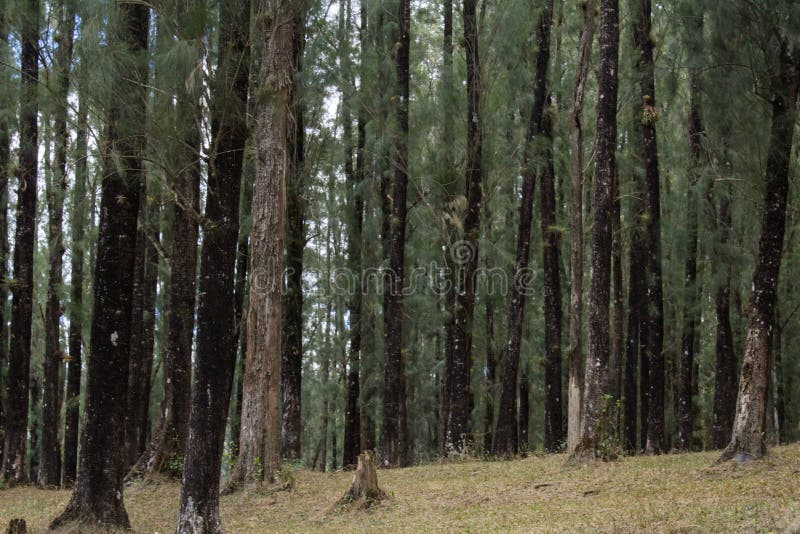 Trunks stock image. Image of stem, outdoor, wild, trunk - 86242405