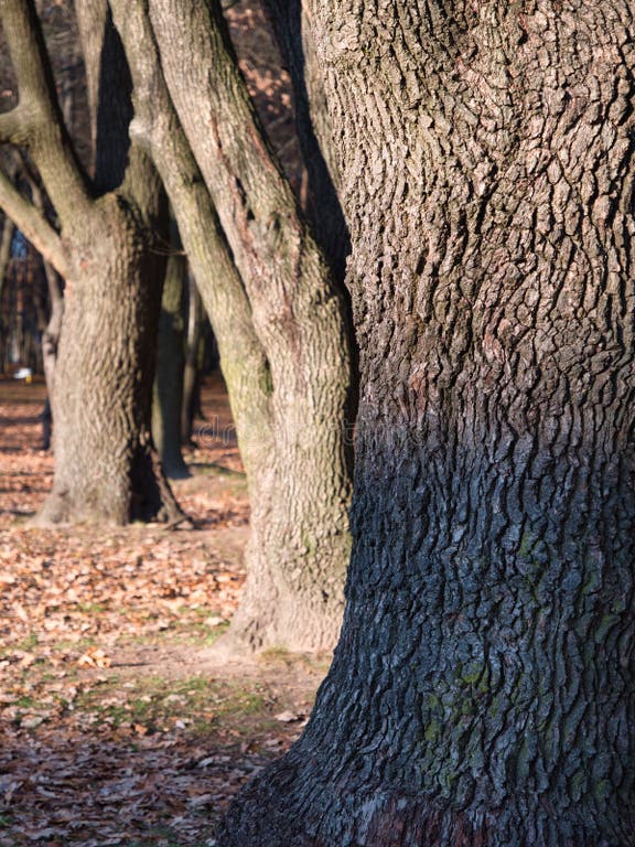The Trunks of Mighty Oak Trees in the Park in Autumn Stock Image ...