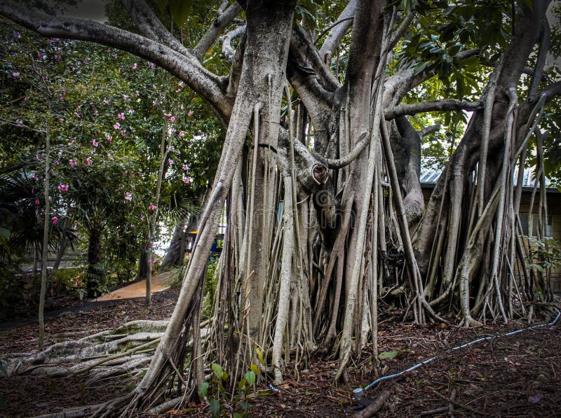 Trunks of Multiple Tropical Fig Trees with Roots Growing from High in ...