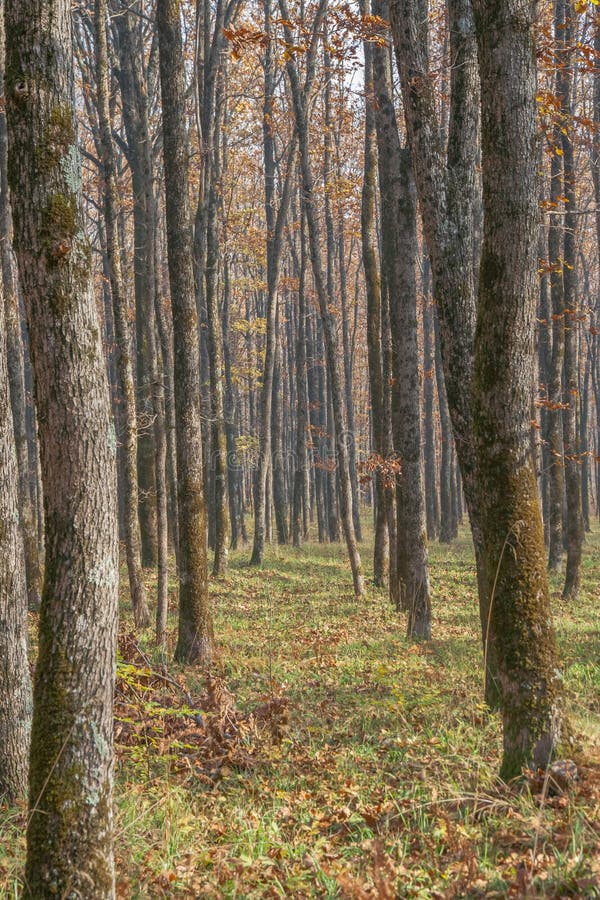 The Trunks of Oak Trees Go into the Distance Stock Image - Image of ...