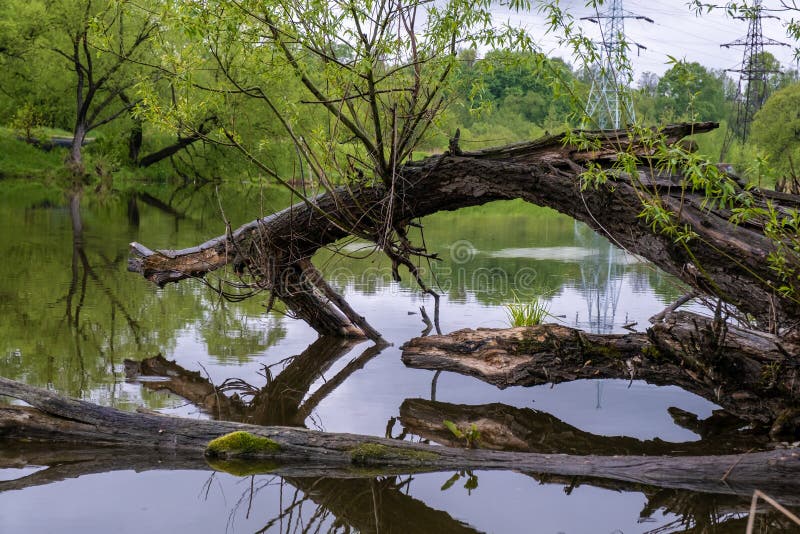 Trunks of an Old Fallen Tree in the Water and Above the Water with ...