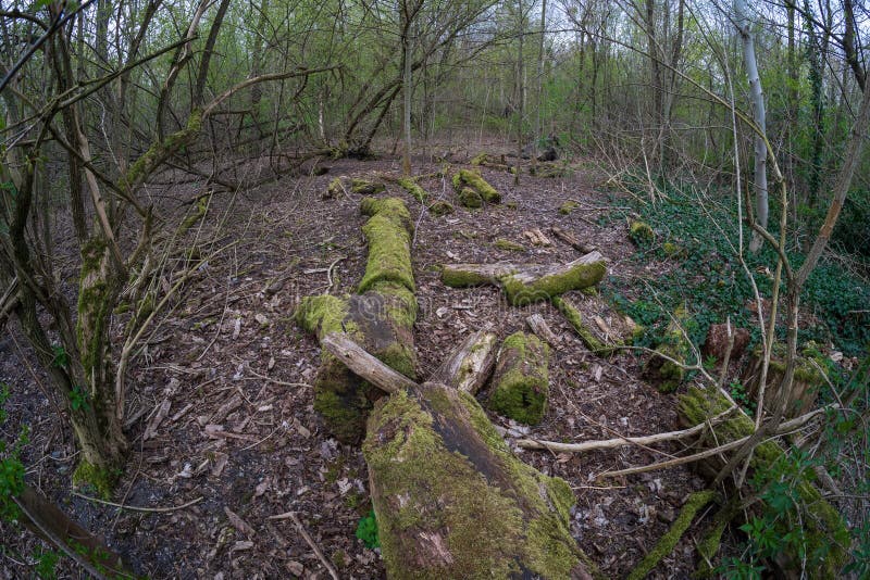 Trunks of old fallen trees stock photo. Image of branch - 246550428