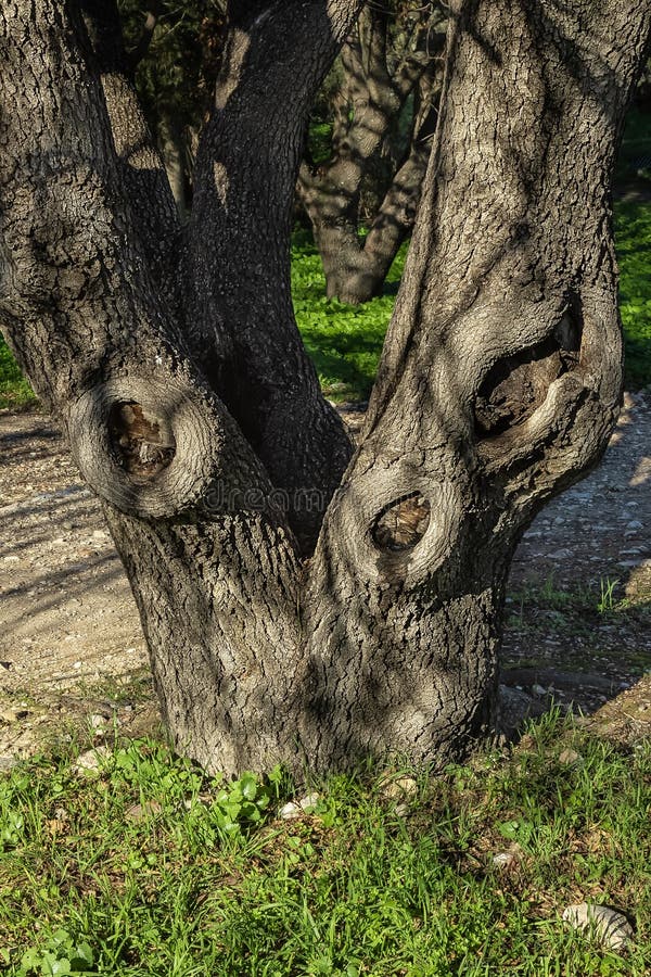 466 Old Deformed Tree Stock Photos - Free & Royalty-Free Stock Photos ...