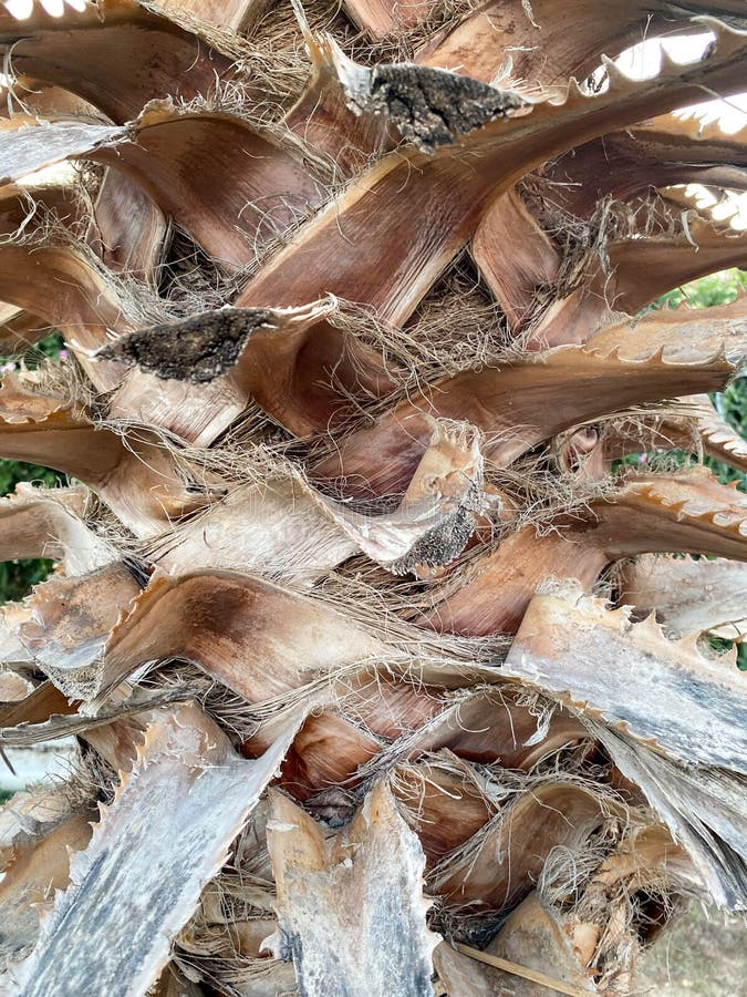 Trunks of Palm Trees with Natural Beautiful Bark. Background, Texture ...