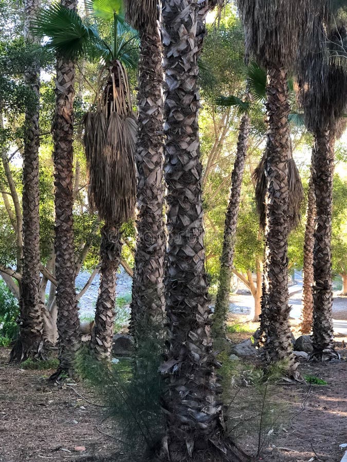 Trunks of palm trees stock photo. Image of palm, growth - 173312100