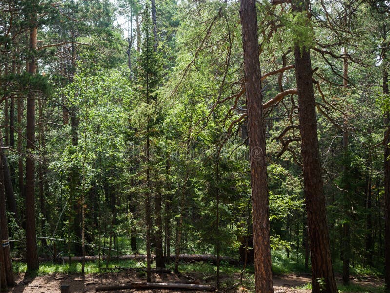 Trunks of Pine Trees in the Coniferous Forest. Summer Sunny Day Stock ... Trunks of Pine Trees in the Coniferous Forest. Summer Sunny Day Stock ...