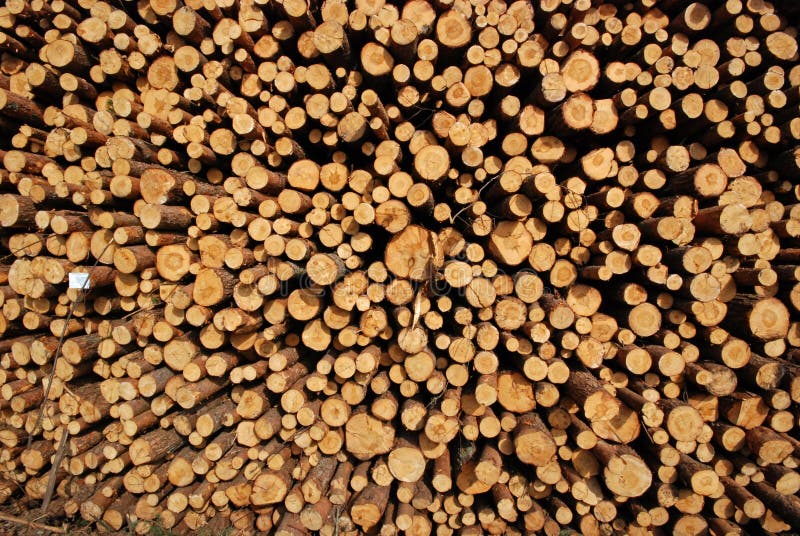 Trunks of Pine Trees Cut and Stacked on the Forest Road. Stock Image ...