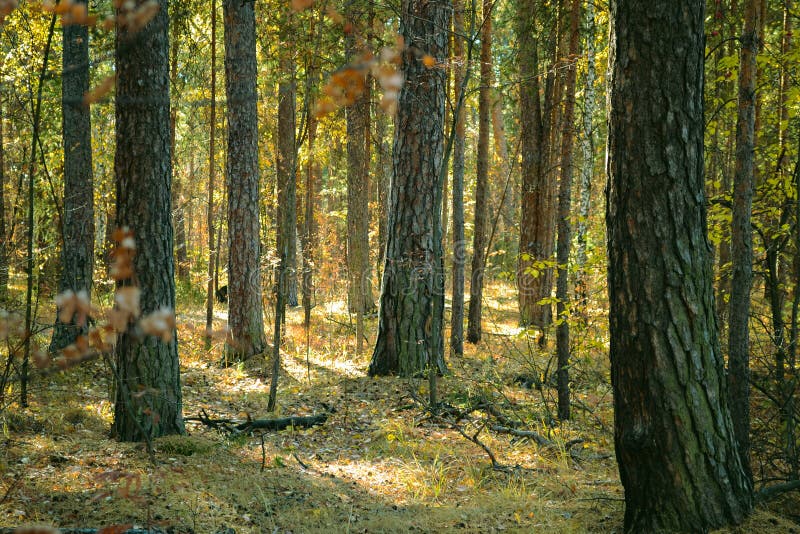 Trunks of Pine Trees in a Dense Thicket of a Sun-drenched Autumn Forest ...