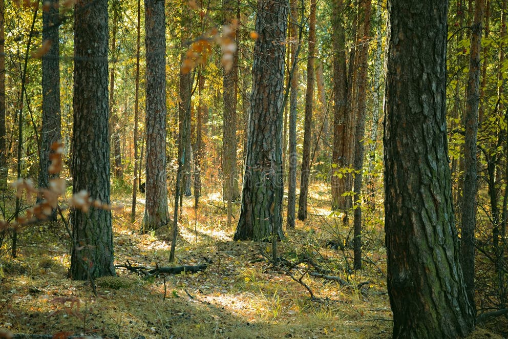Trunks of Pine Trees in a Dense Thicket of a Sun-drenched Autumn Forest ...