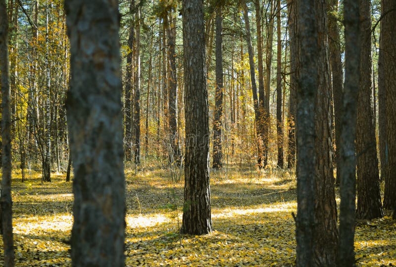 Trunks of Pine Trees in a Dense Thicket of a Sun-drenched Autumn Forest ...