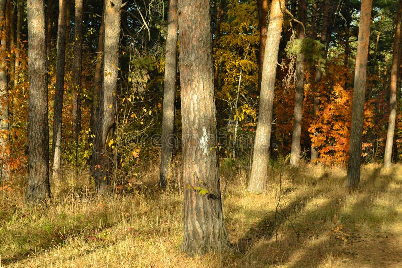 The Trunks of the Pine Trees in the Dense Woods are Illuminated by the ...