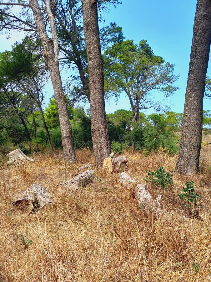 Trunks and Pine Trees in Dry Forest Environment. Trunks Cut in Dry ...