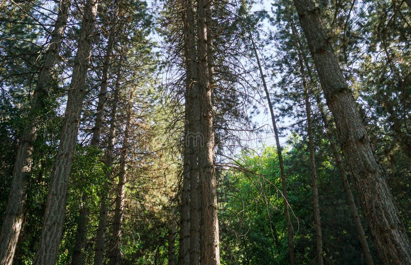 Trunks of Pine Trees in the Forest Stock Photo - Image of sunlight ...