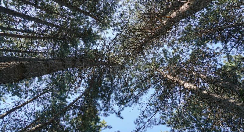 Trunks of Pine Trees in the Forest Stock Photo - Image of sunlight ...