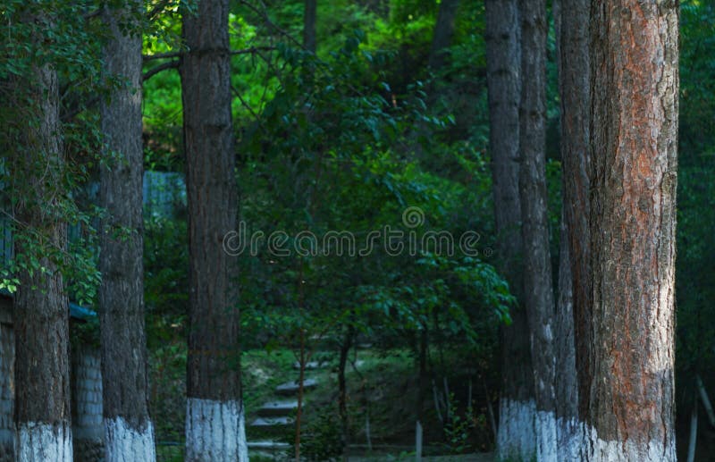 Trunks of Pine Trees in the Forest Stock Image - Image of branch ...