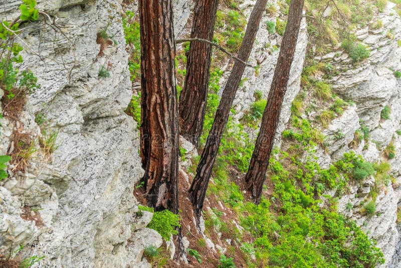 Trunks of Pine Trees Growing on a Rocky Cliff Stock Photo - Image of ...