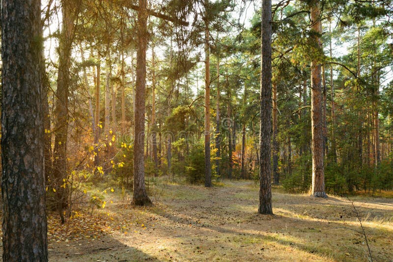 Trunks of Pine Trees in the Rays of the Evening Sun in the Autumn ...