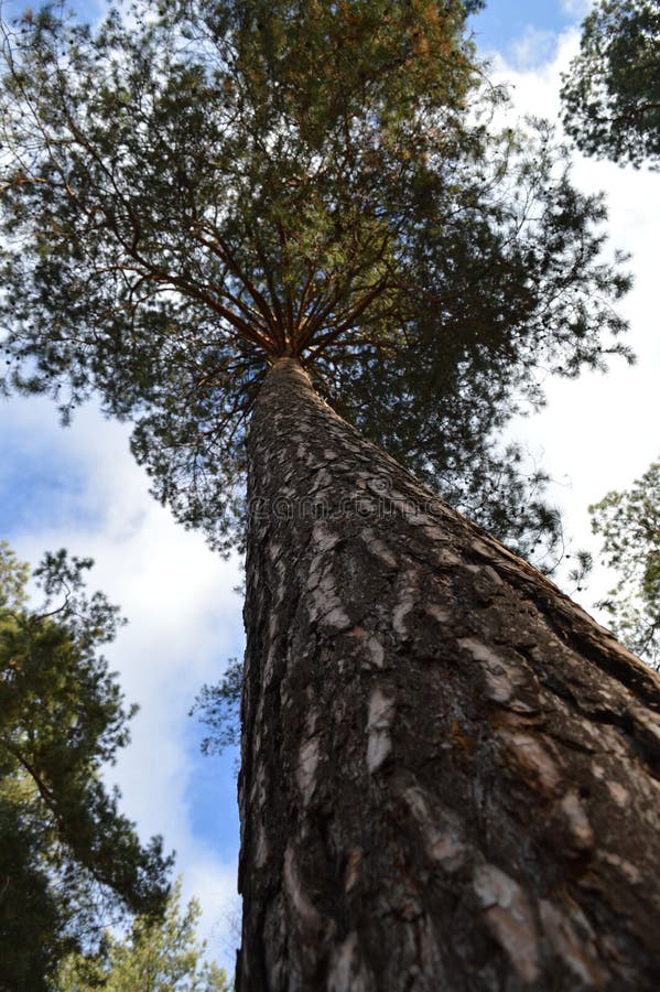 Trunks of Pine Trees that Rise To the Sky Stock Image - Image of trunks ...