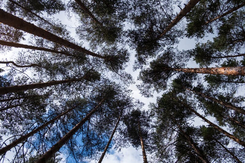 Trunks of Pine Trees Rising Up Stock Photo - Image of outdoor, tree ...
