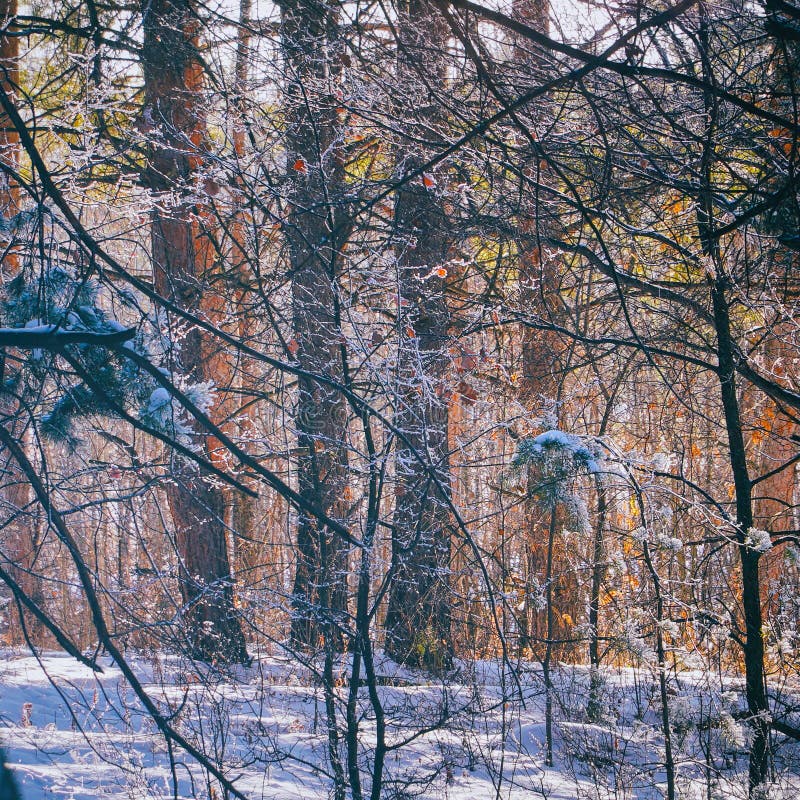 The Trunks of Pine Trees in Winter Pine Forest Stock Photo - Image of ...