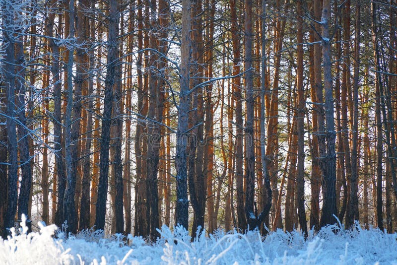 The Trunks of Pine Trees in Winter Pine Forest Stock Image - Image of ...
