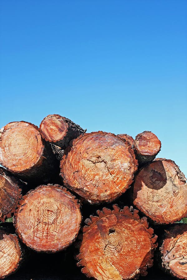 Trunks of pine wood stock photo. Image of ecologic, repetition - 12195412