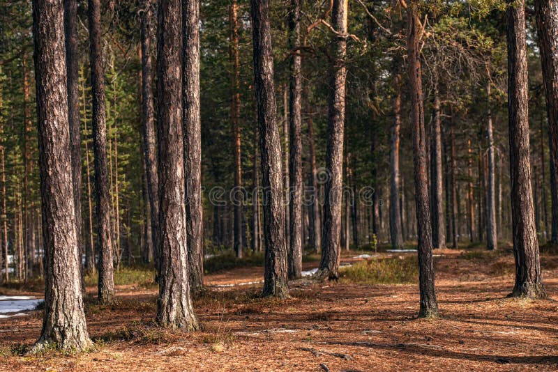 Trunks of Pines in the Finnish Forest in the Spring Stock Image - Image ...