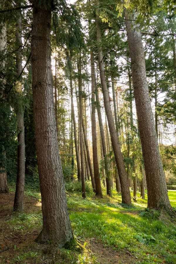 Trunks of Pines in the Forest Stock Photo - Image of light, bosco ...