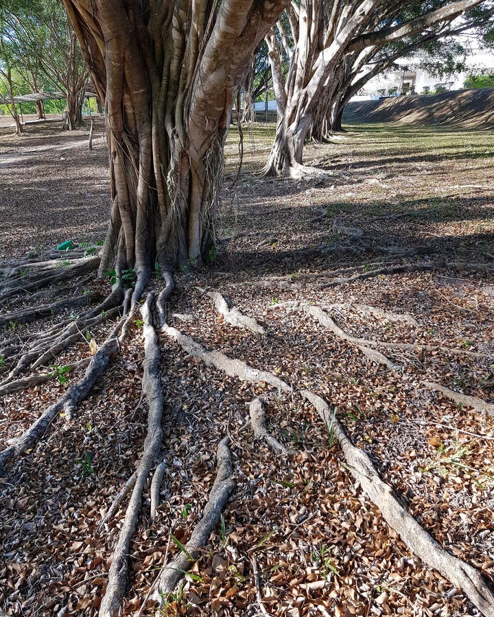 Trunks and Roots of Trees in Garden Stock Photo - Image of fallen ...
