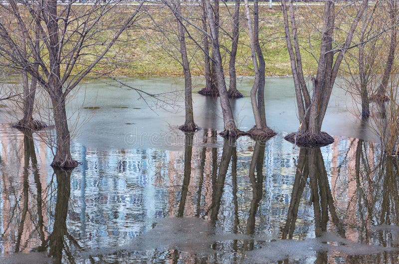 Trunks and Roots of Trees Reflect on Water. Reflection of Multistory ...