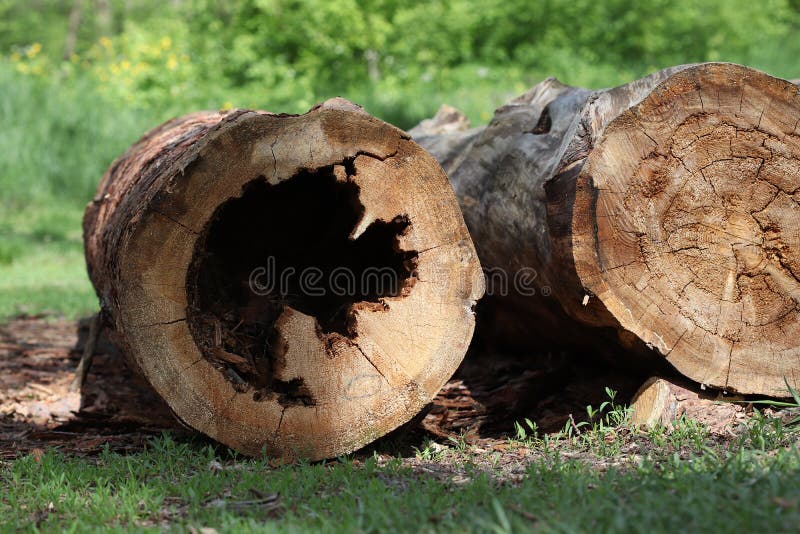 Sawed tree. stock image. Image of deforestation, wooden - 219331869