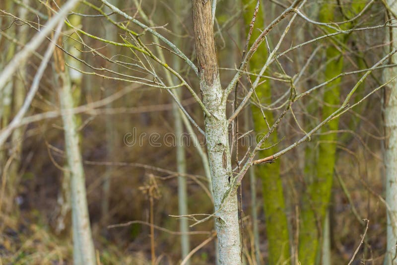 Trunks of Small Deciduous Trees Stock Photo - Image of woods, growth ...