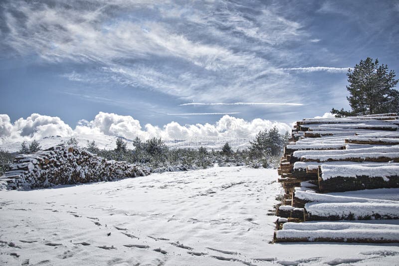 Trunks with Snow Over it in the Middle of a Snowed Field in Gredos ...